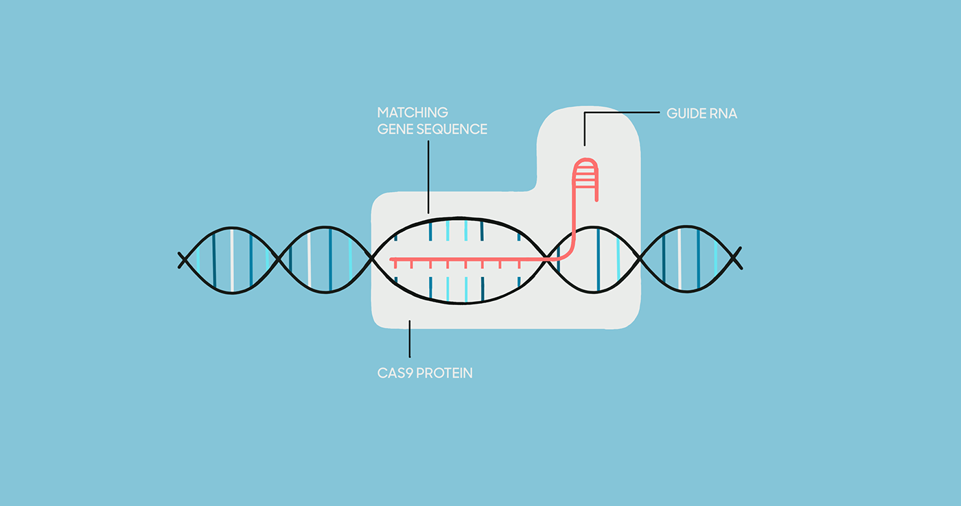 Will Canadians Benefit from the Revolutionary Gene Editing Tool CRISPR ...